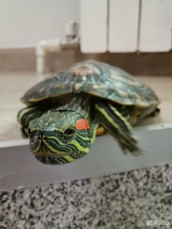 Красноухая черепаха в дар