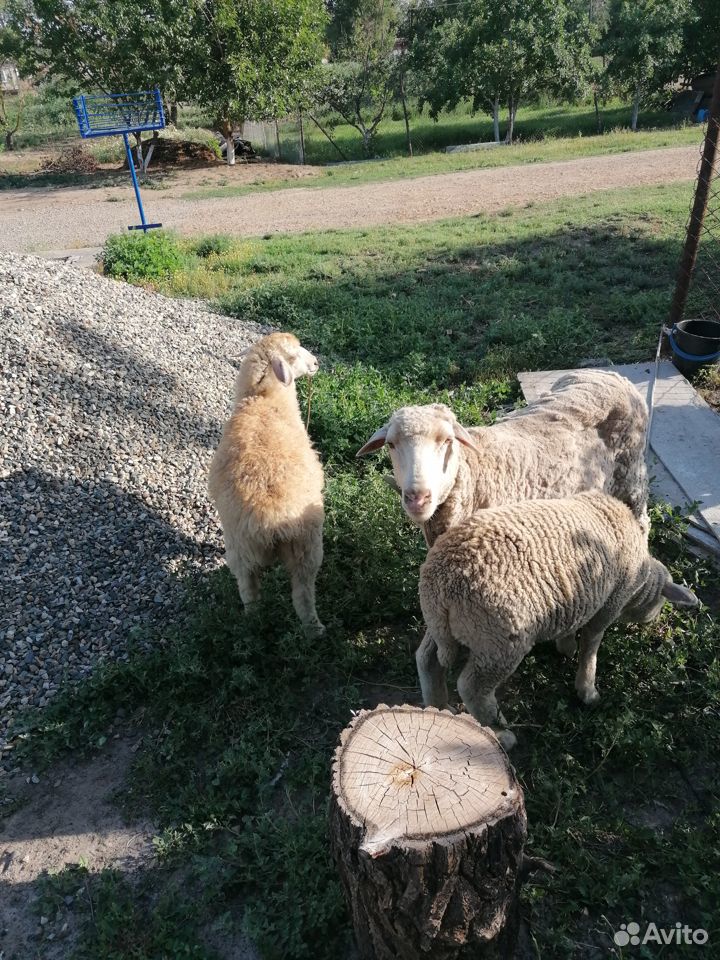 Продаются овцы, матка и 2 ягнока