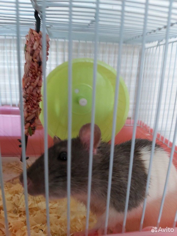 Отдам в хорошие руки крыску