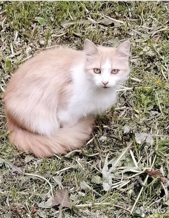 Молодая,ласковая, мурчливая, бежевая красавица