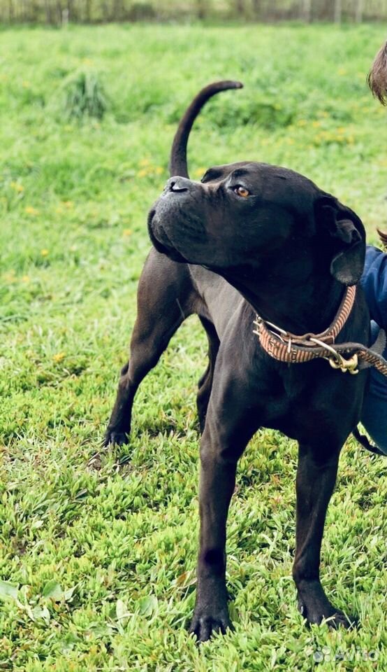 Милаха кане корсо Баги ищет добрую семью