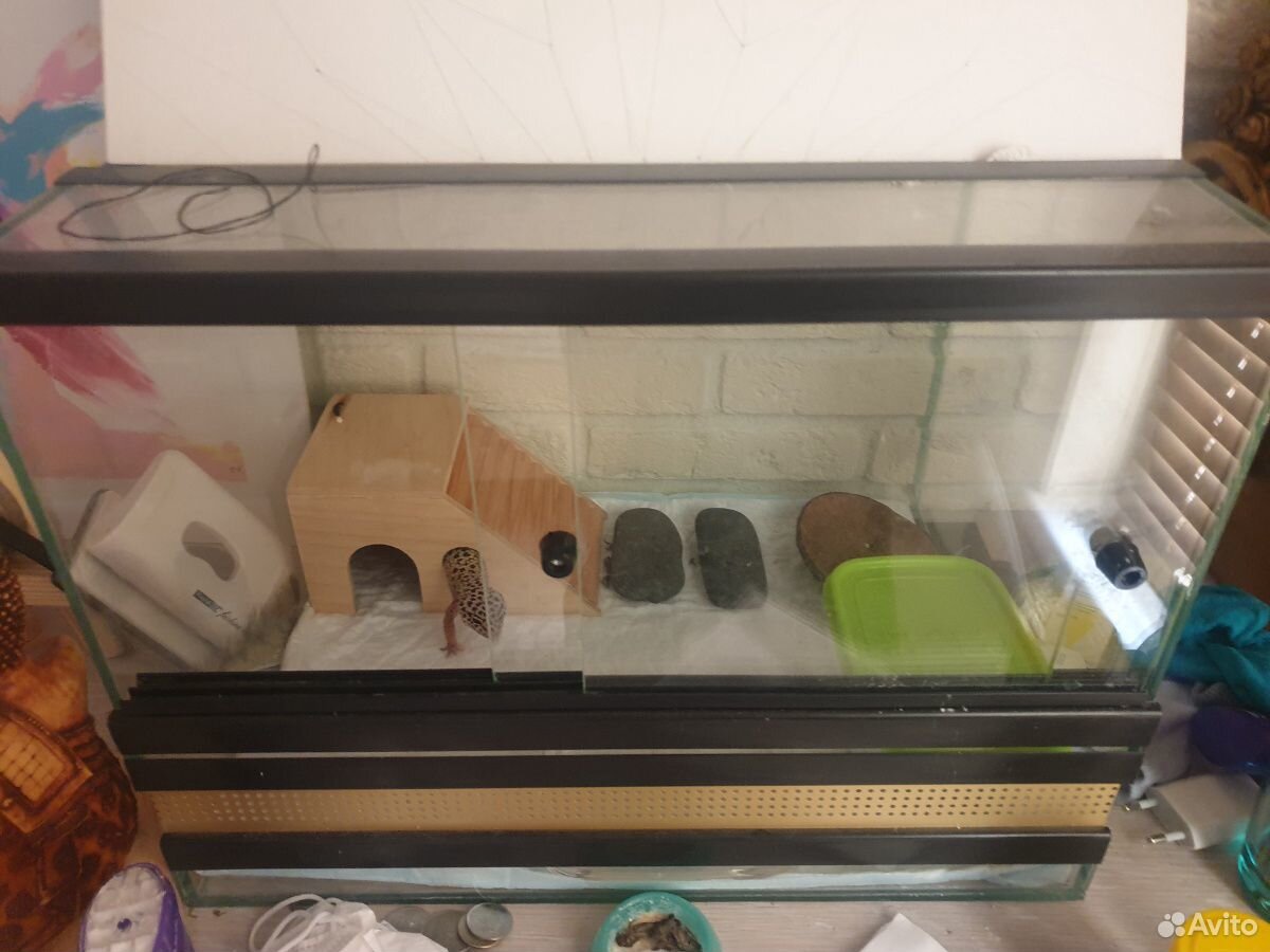 Эублефар (ящерица) вместе с террариумом