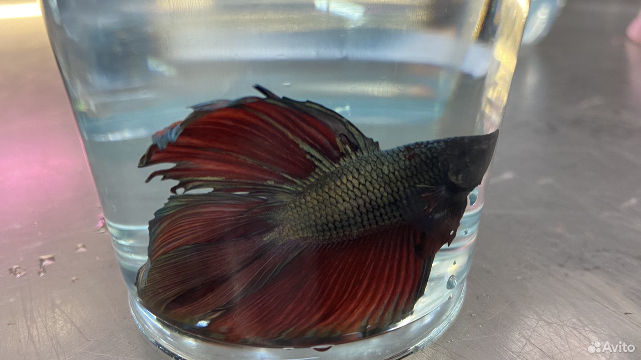 Петушок двухвостый медный всадник