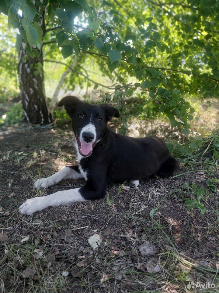 Юла ищет дом