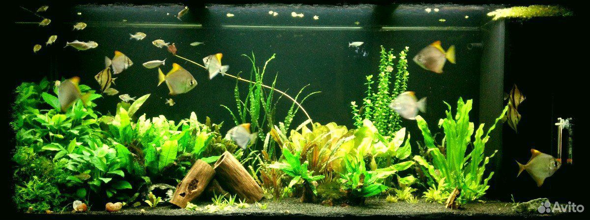 Аквариум Juwel RIO 400 + тумба + Cyrex LED 4F, CO2