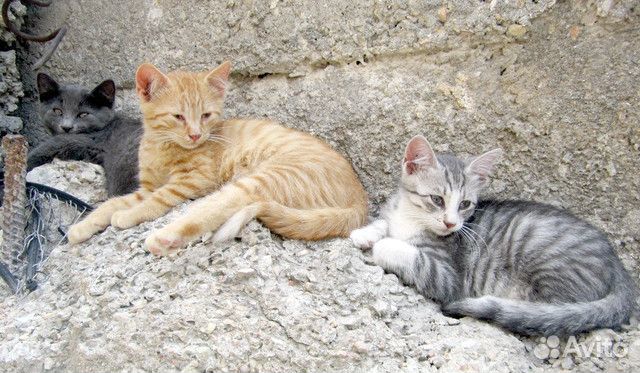 Котята-крысоловы