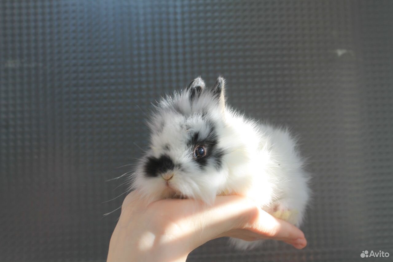 Мини очаровашки