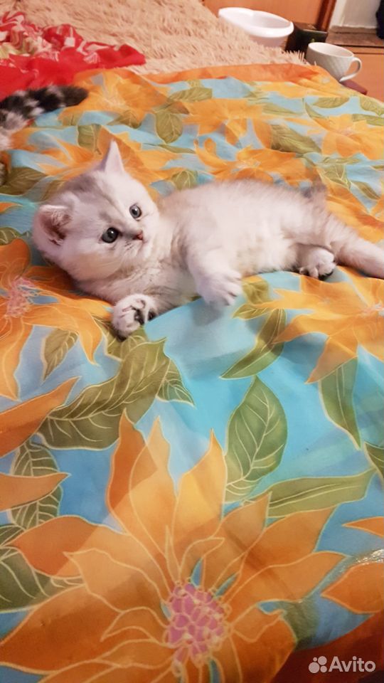 Шотландский котик скоттиш страйт