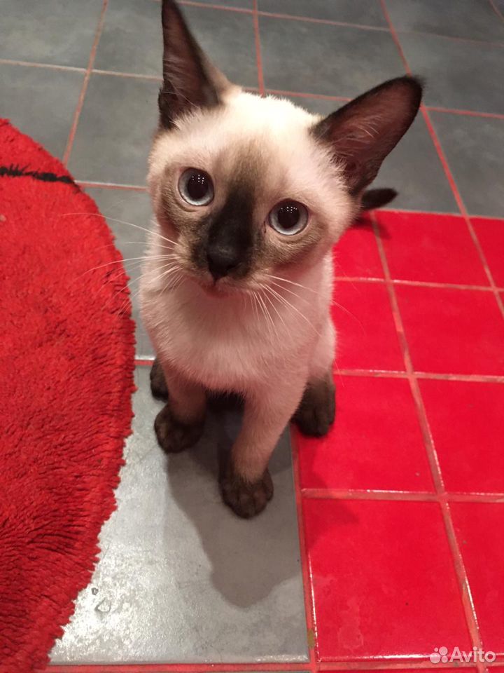 Сиамский котенок-мальчонок