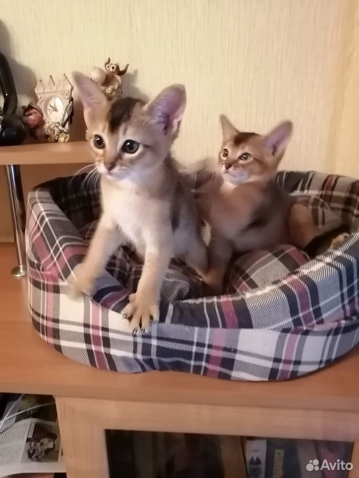 Абиссинская