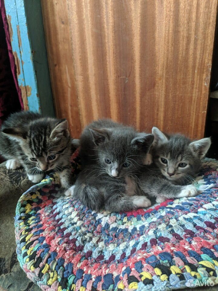 Курильский бобтейл