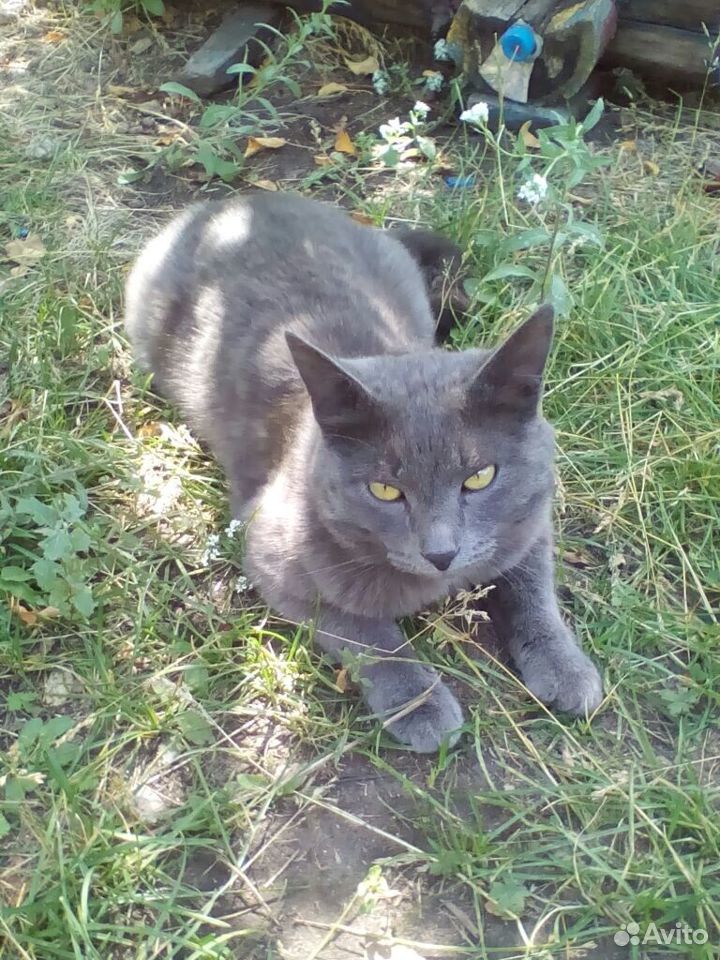 Молодой кот породы русская голубая
