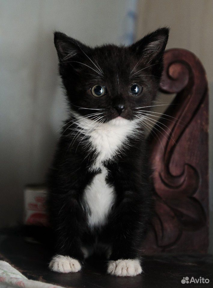 Котенок мальчик 1.5 мес