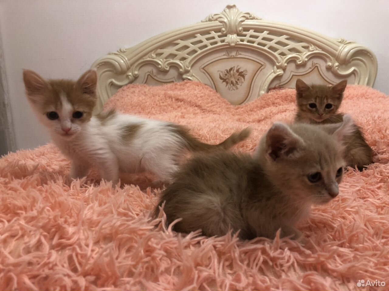 Котята 1 месяц в надёжные руки