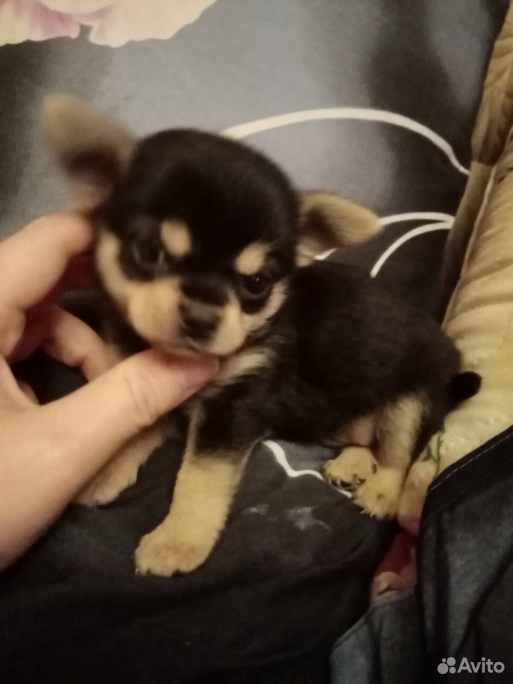 Чихуахуа мальчик 1,5 мес