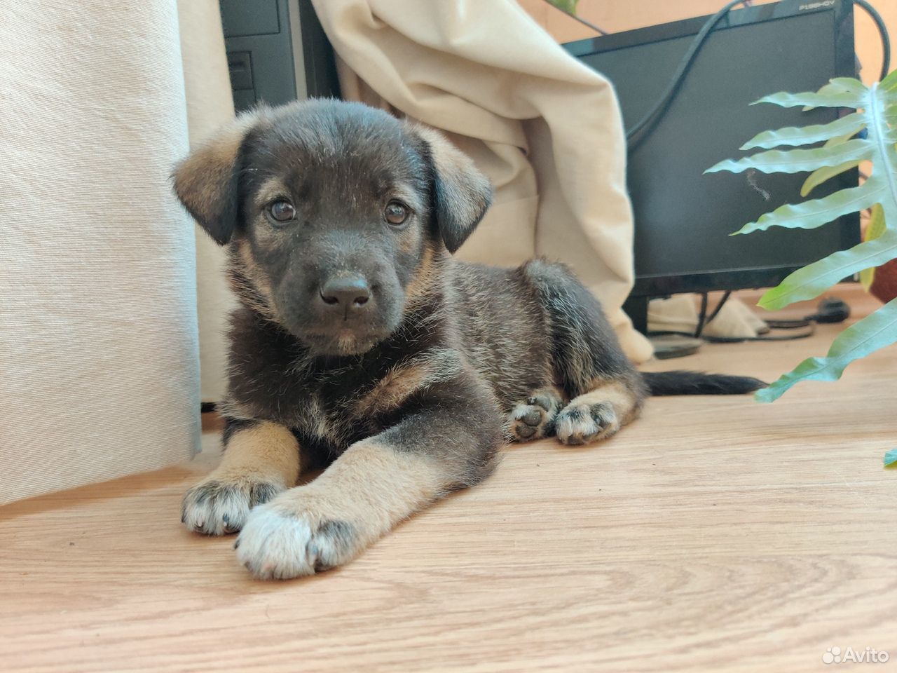 Дворянин-щенок