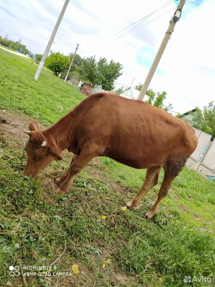 Телку от хорошей коровы