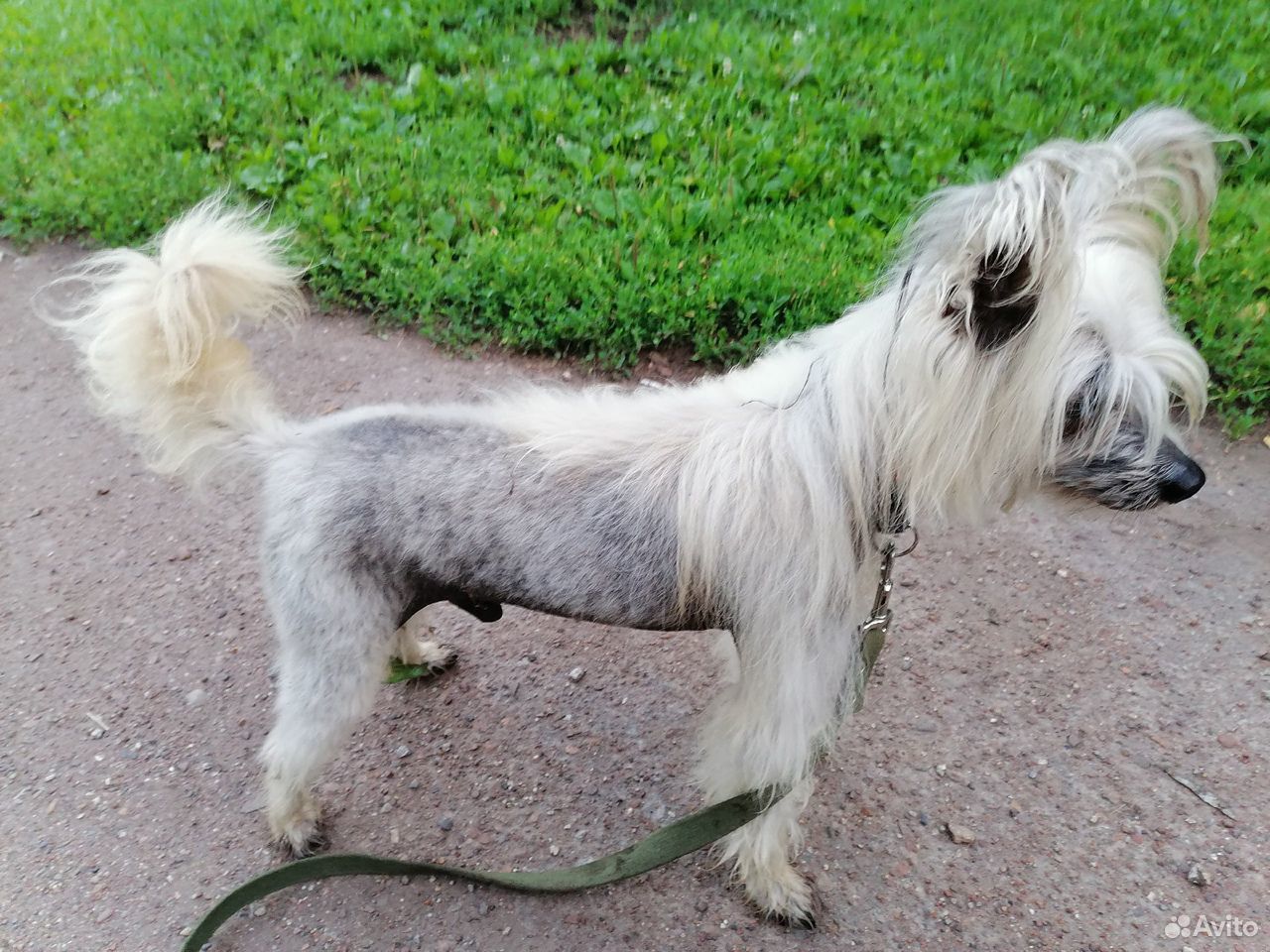 Китайской хохлатой, хозяин отзовись