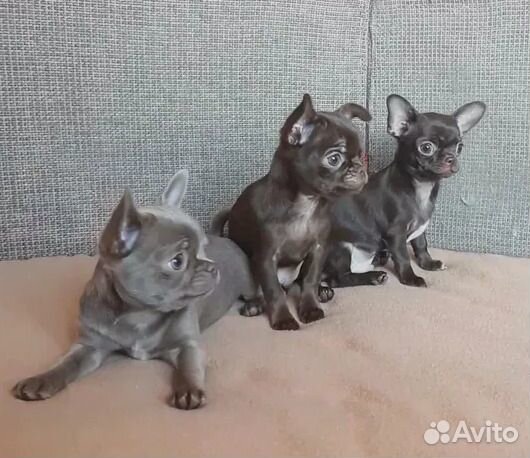 Щенки Мини Чихуахуа