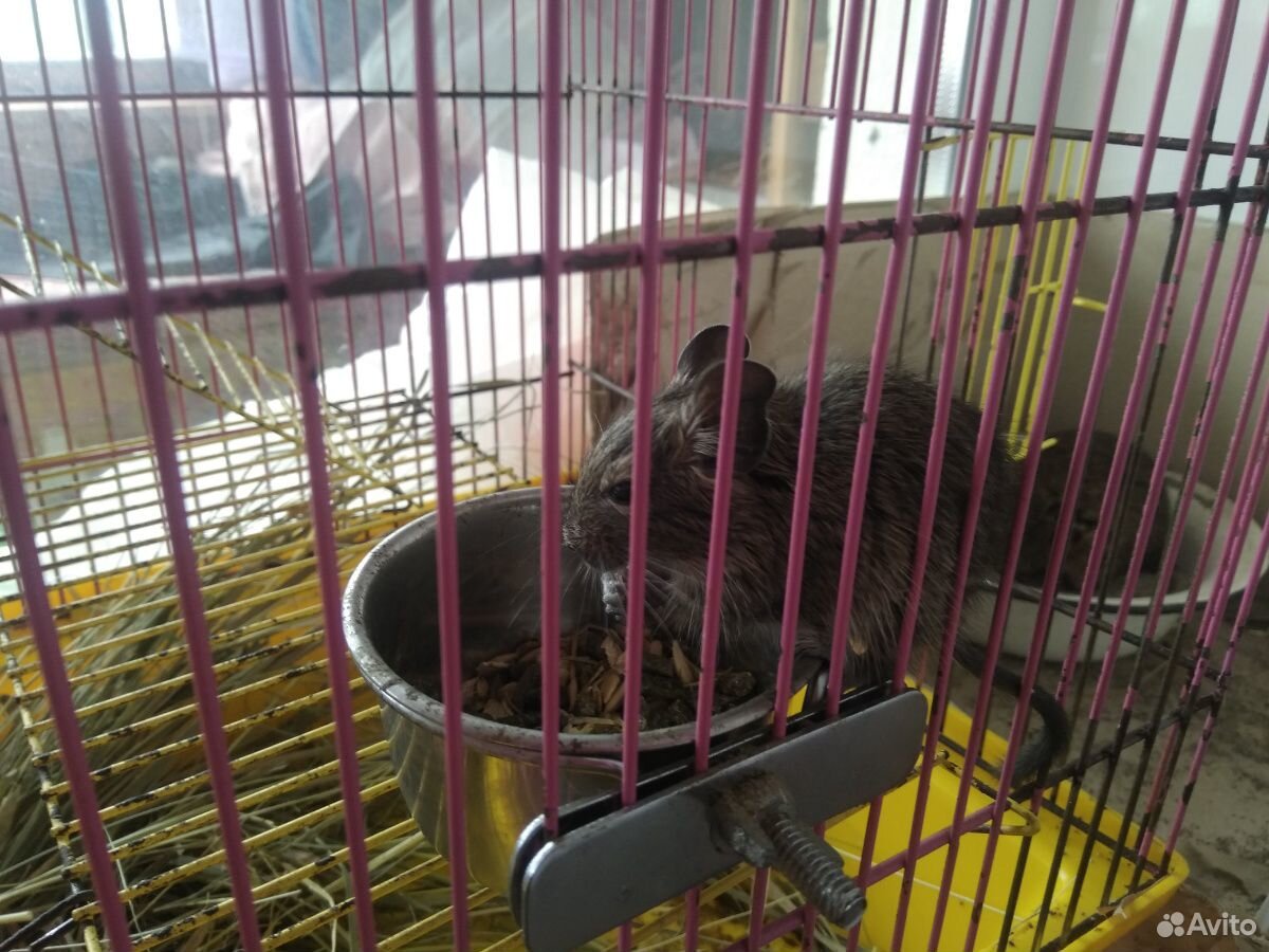 Дегу бельчата