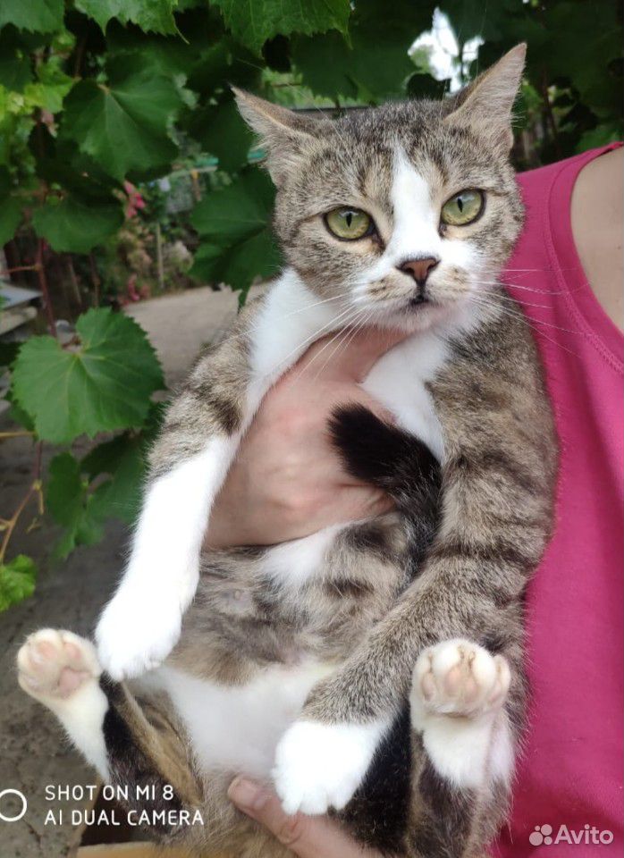 Кошкечка с нарисованными глазками)