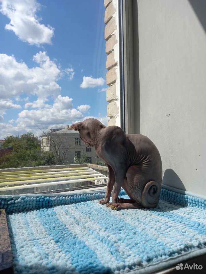 Донской сфинкс