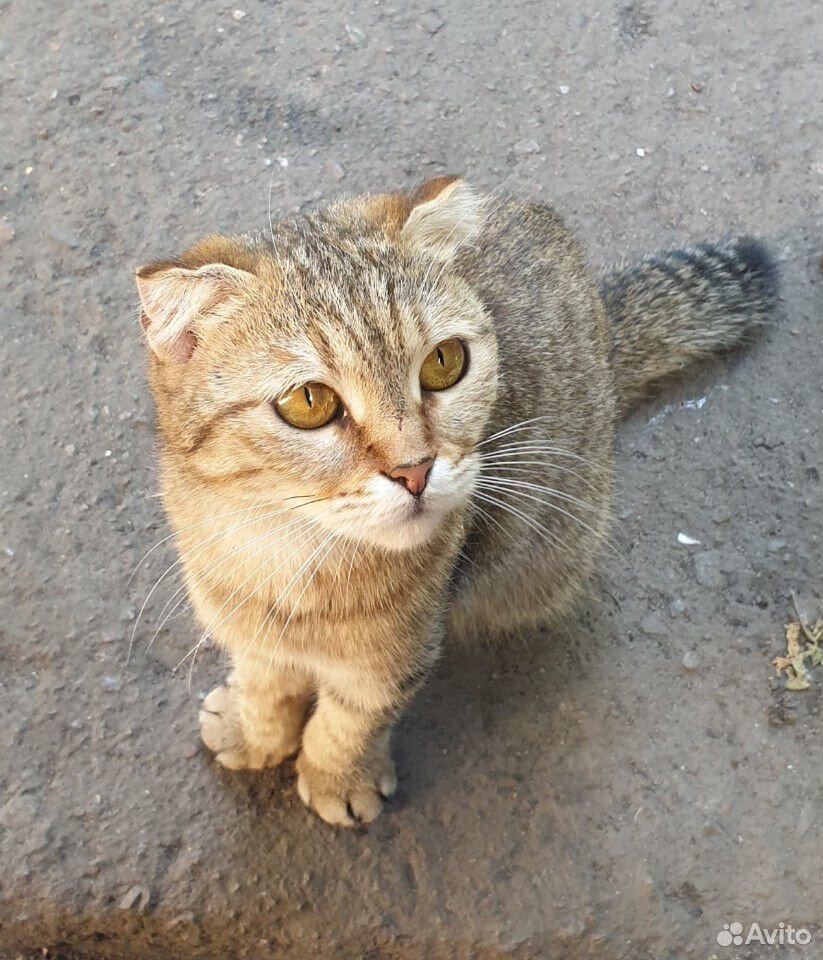 Найдена Кошка вислоухий шотландец