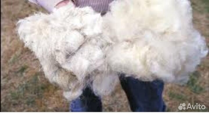 Шерсть мериноса