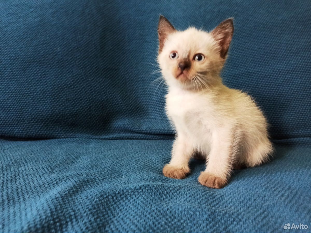 Замечательные Сиамские котята