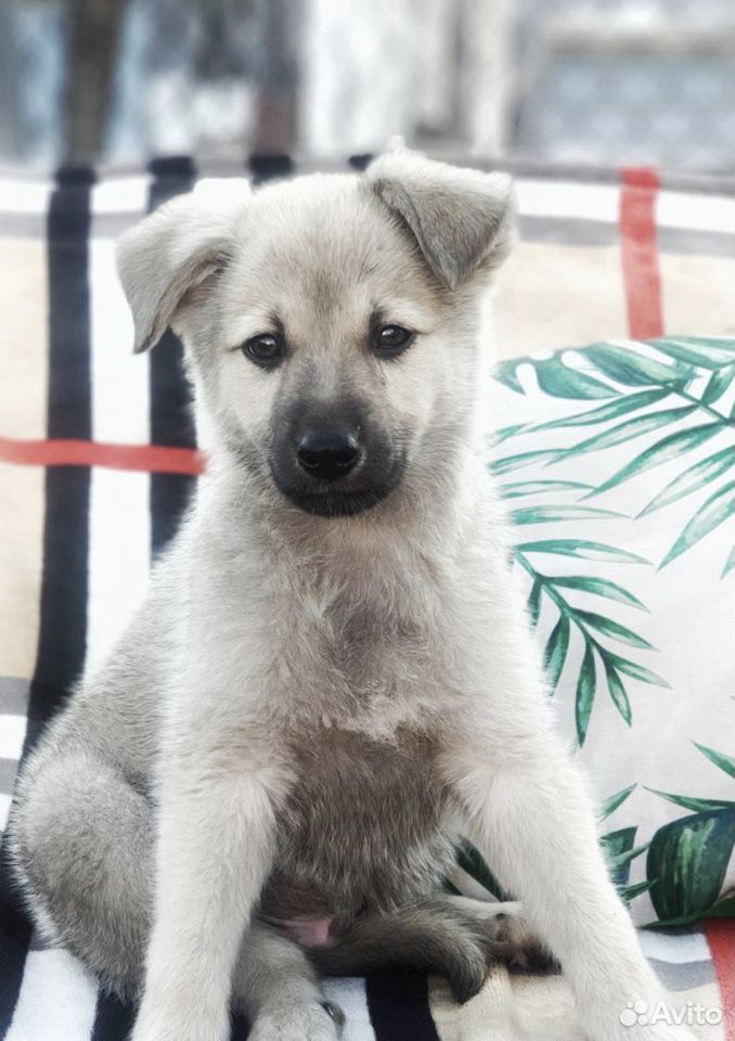 «Волчата» в добрые руки (щенки собаки)