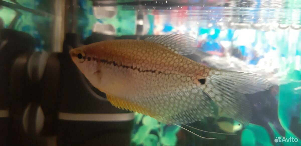 Жемчужный гурами