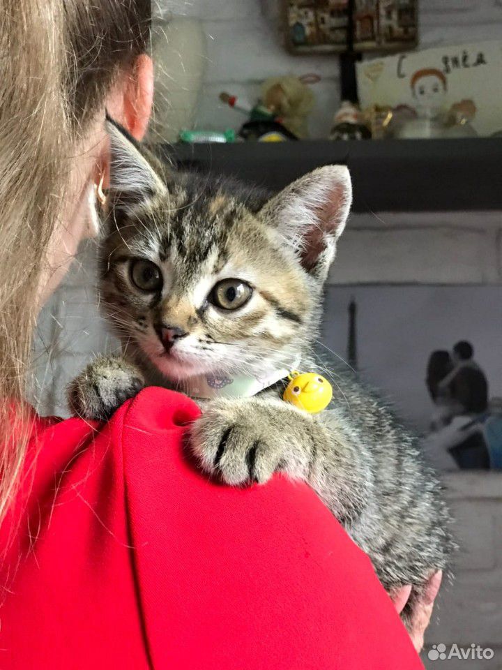 Плюшевая красота Котенок девочка 1,5 мес