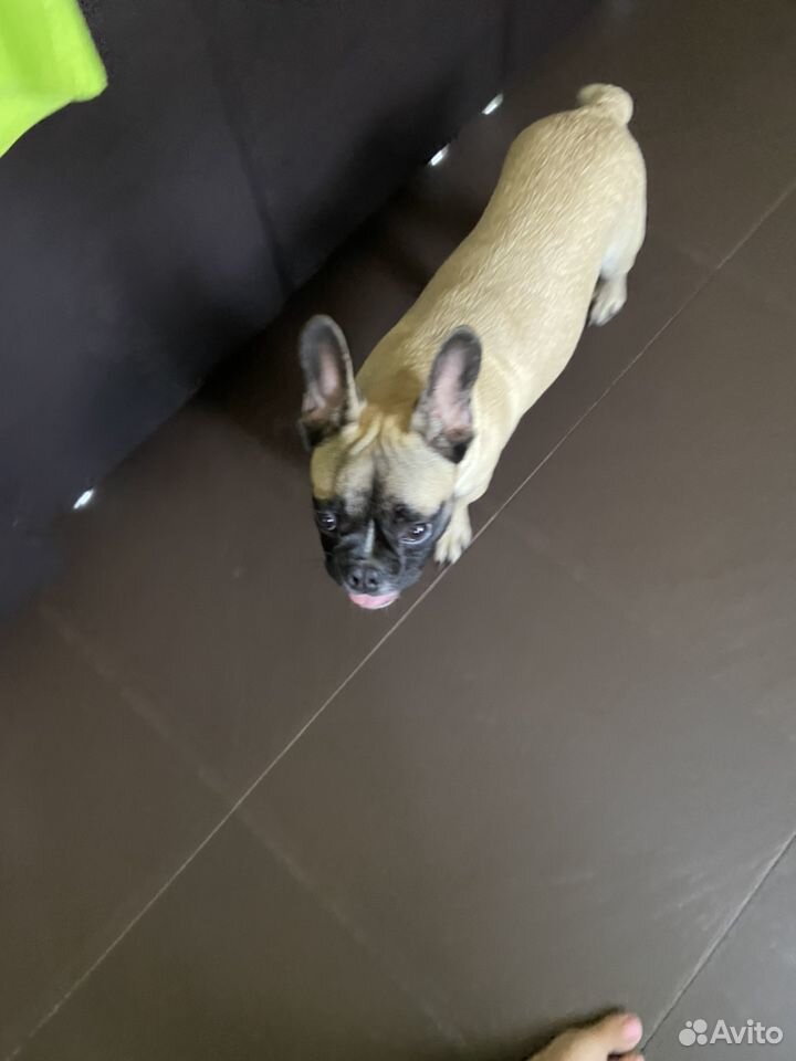 Французский бульдог