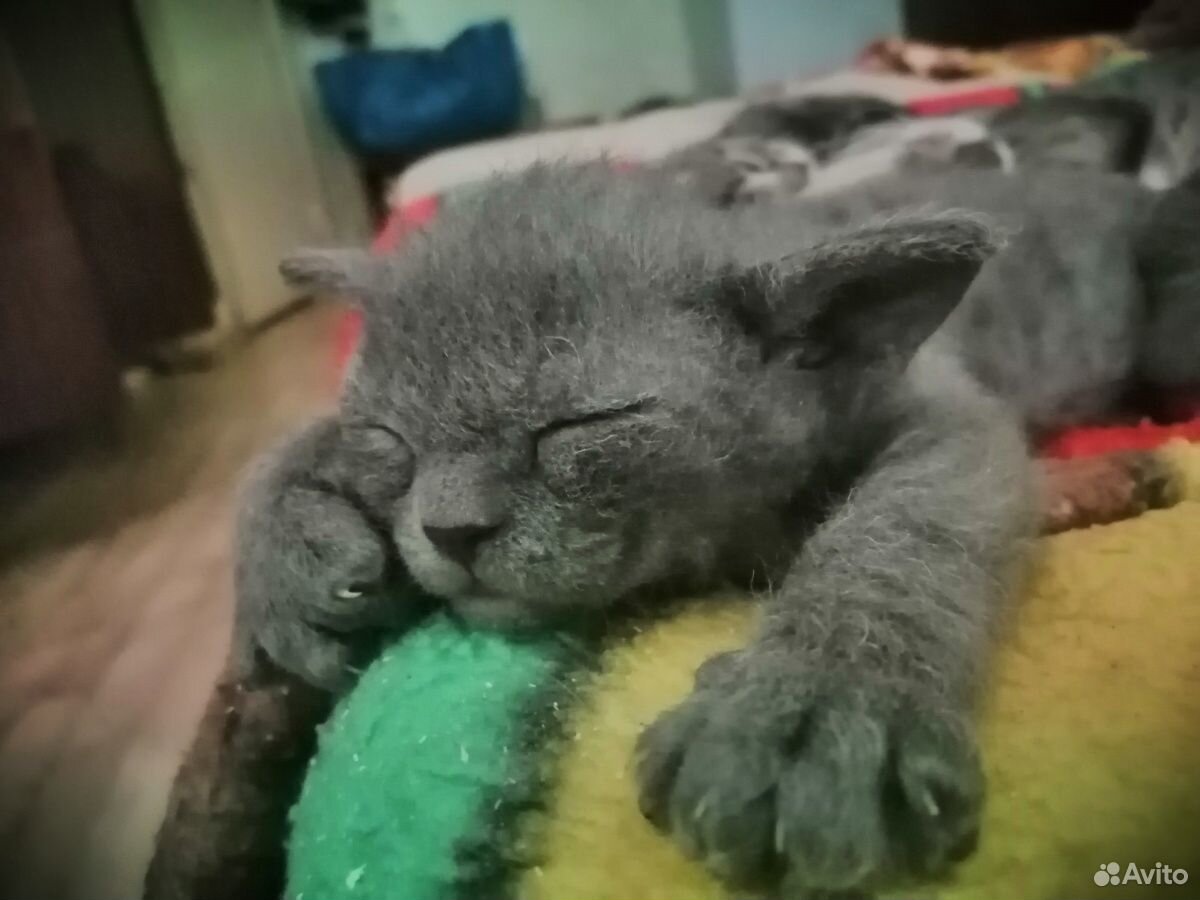 Малыш полусфинкс