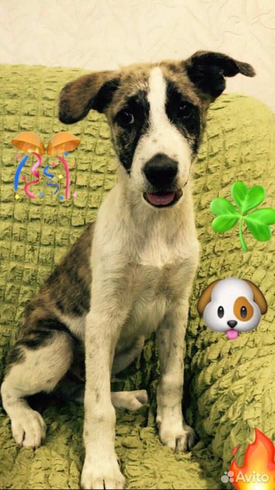 Отдам щенка помесь бельгийской овчарки