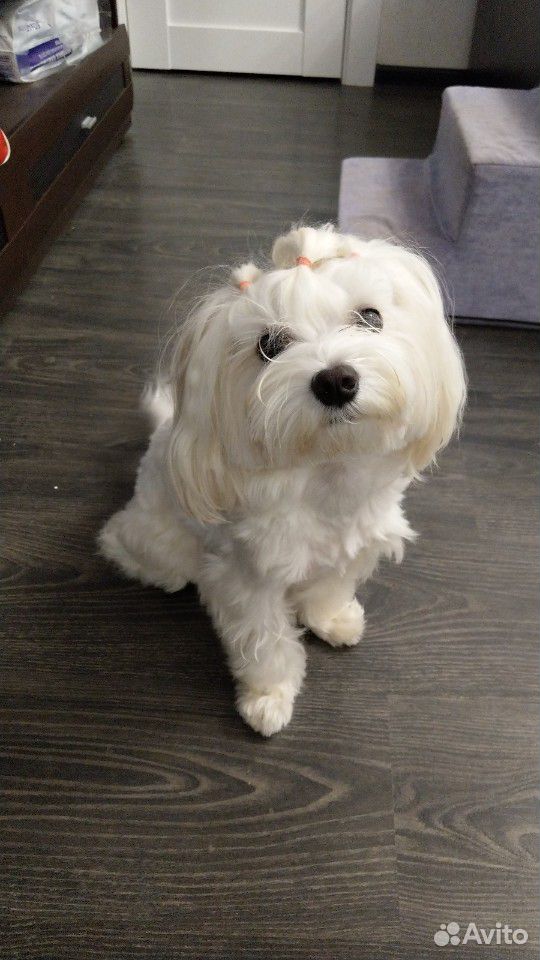 Вязка Мальтезе