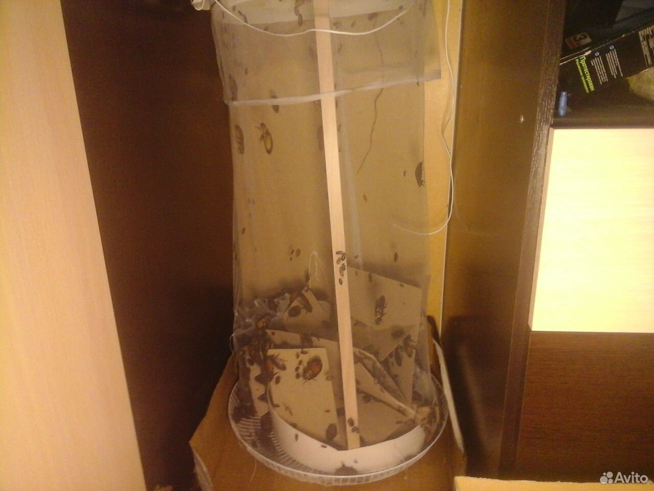 Ферма мадагаскарских тараканов