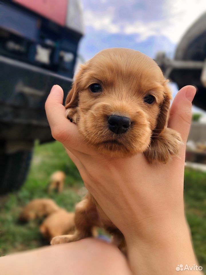 Английский Кокер Спаниель