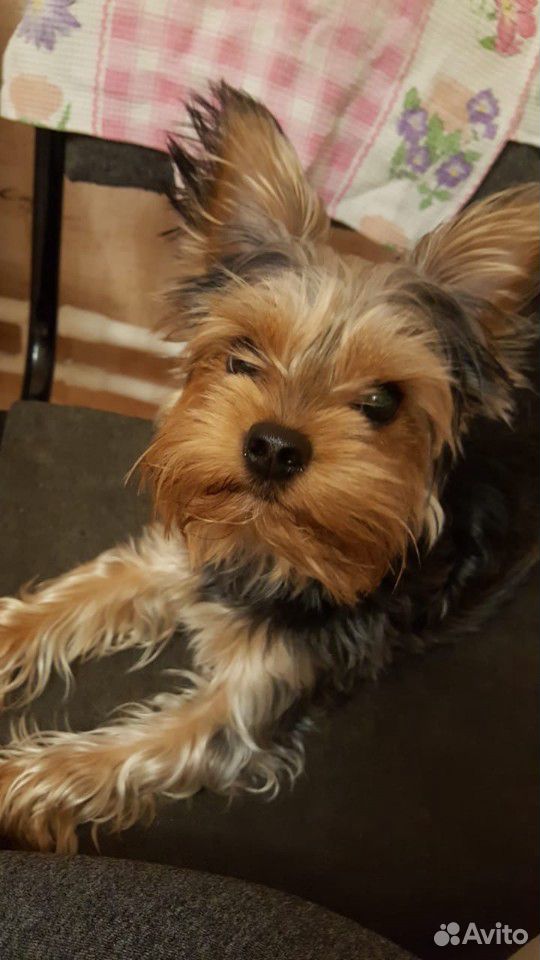 Йоркширский терьер