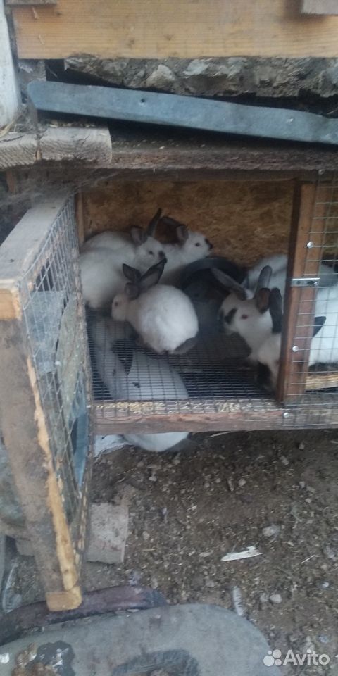 Кролики калифорния