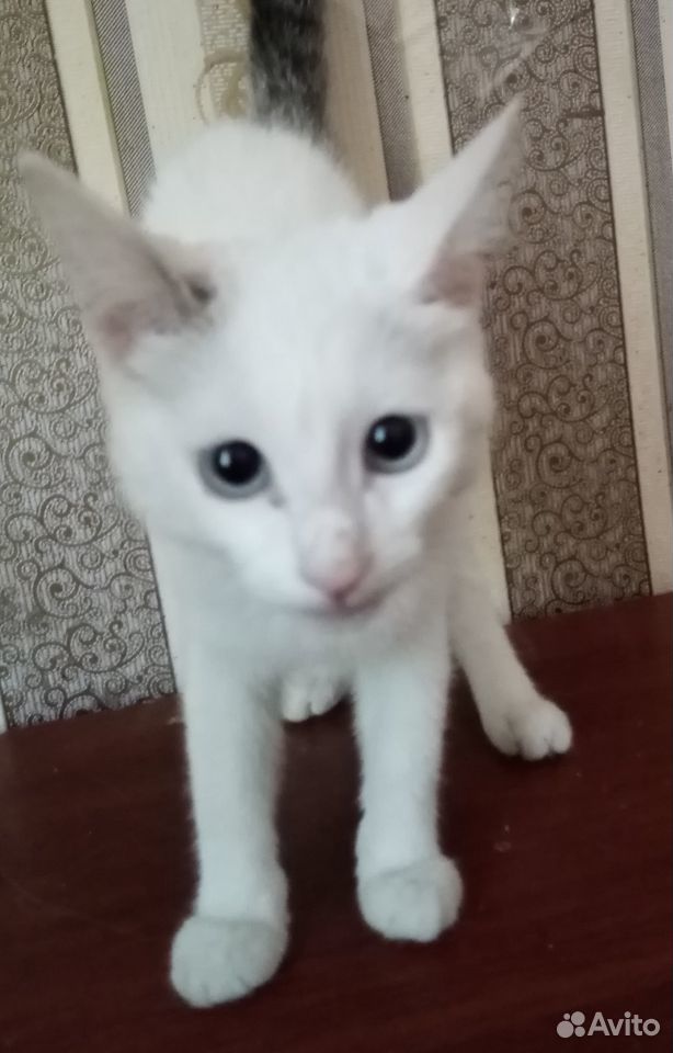 Кошечка Беляночка в добрые руки