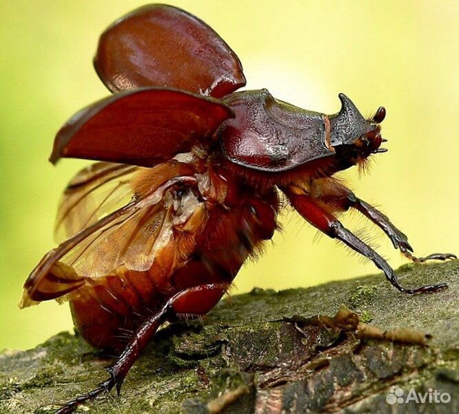 Жук носорог