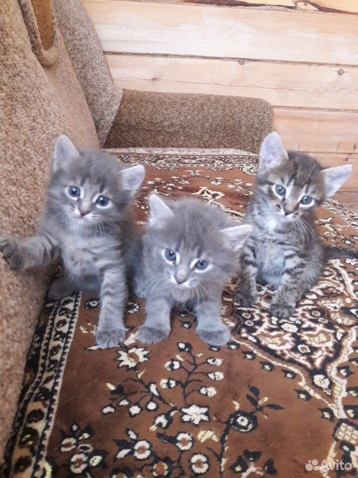 Котятки в добрые руки