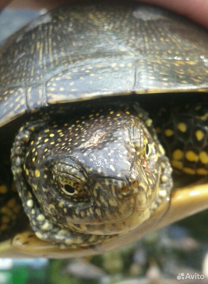 Болотная черепаха