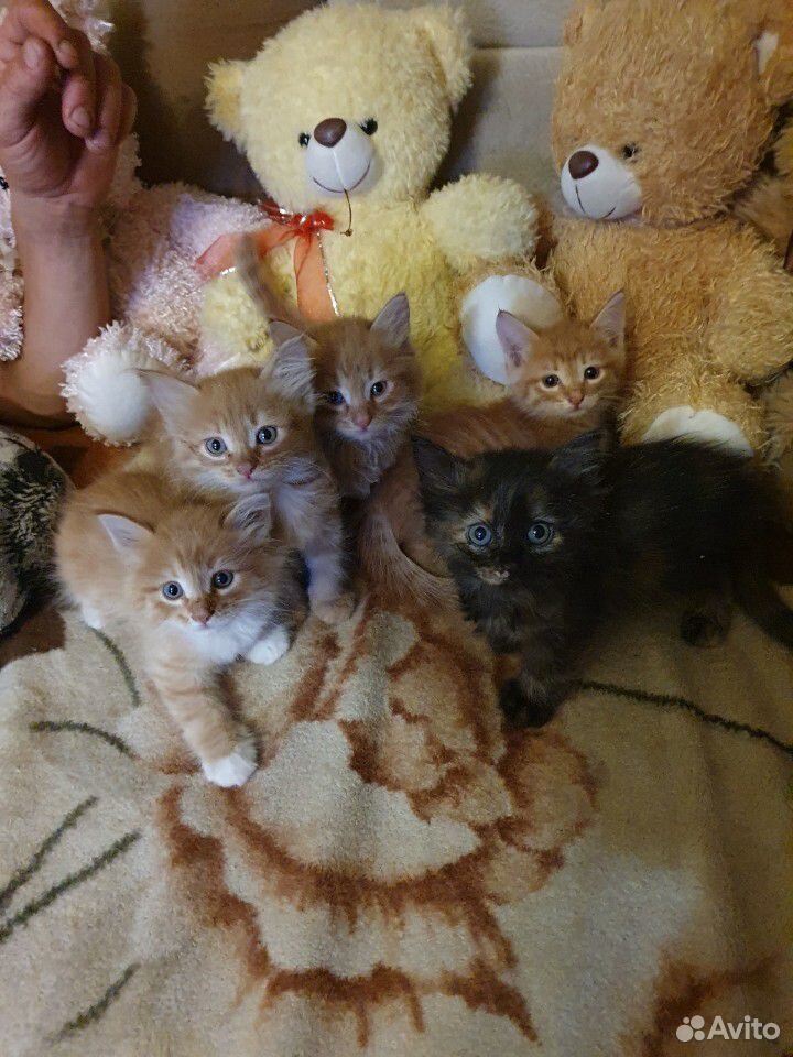 Рыжики и изюминка