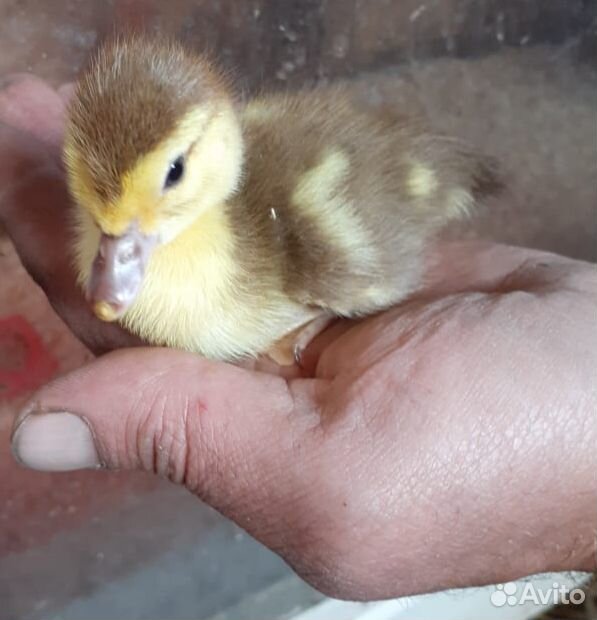 Мускусные утята