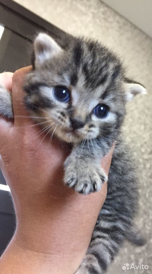 Шотландский котёнок