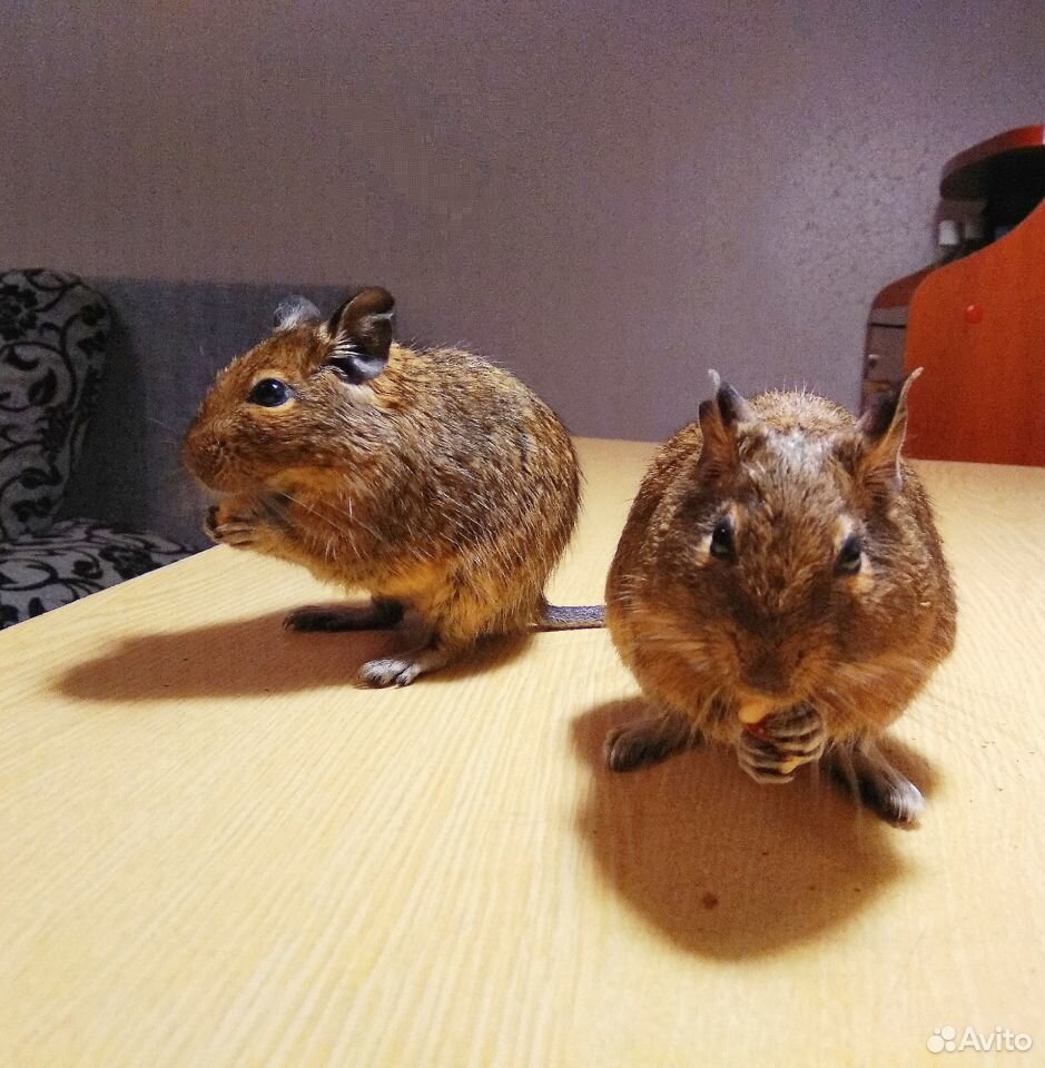 Дегу. Продаются дегу 2шт