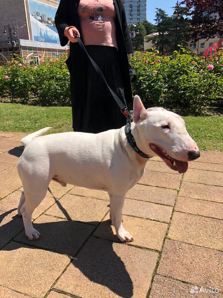 Бультерьер мальчик 3 года