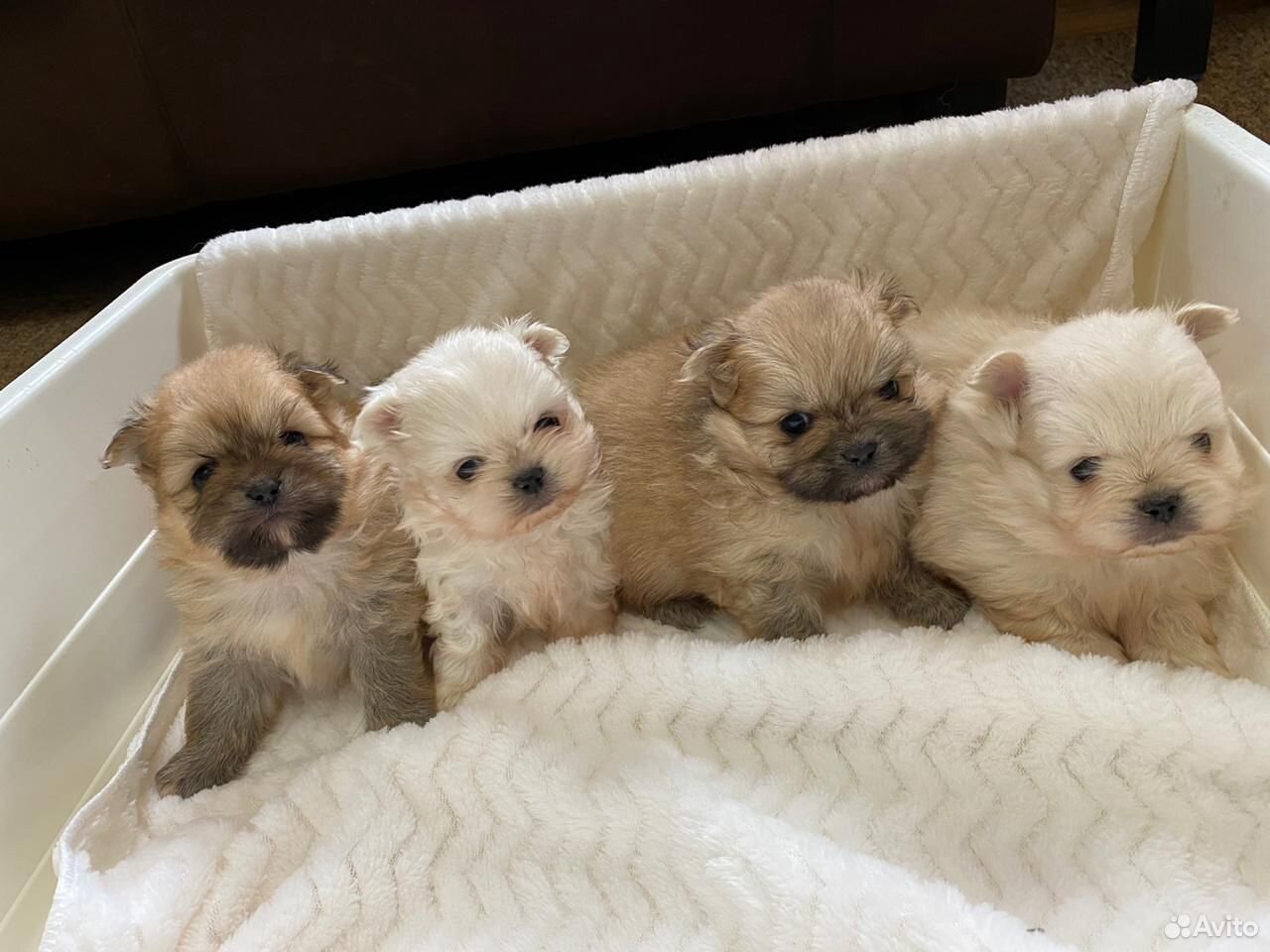 Маленькие мальчишки